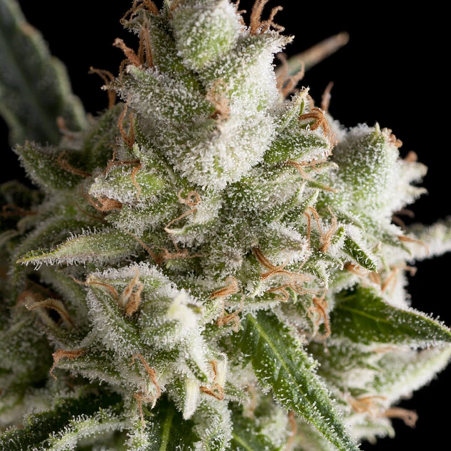 Ak 74 Auto: semillas de marihuana de Trikoma Seeds
